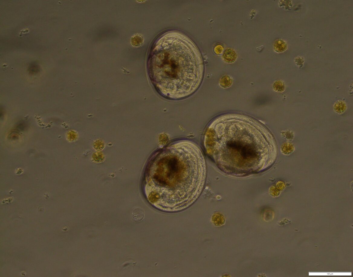 Harmful Algal blooms and Shellfish, a case study