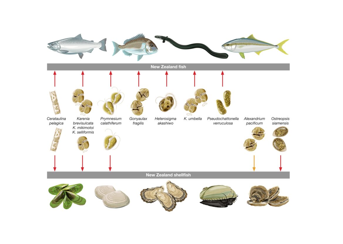 Harmful Algal blooms and Shellfish, a case study