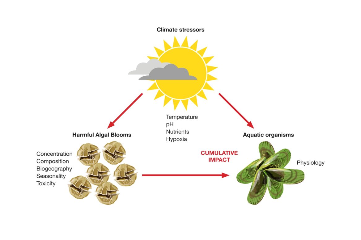 Harmful Algal blooms and Shellfish, a case study