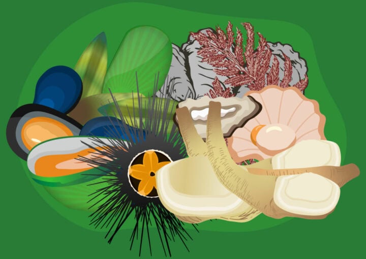 The New Zealand Shellfish Aquaculture Research Platform