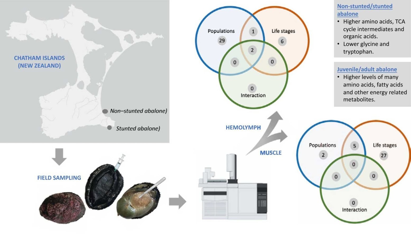 Metabolomics Unveils Abalone Variations in NZ