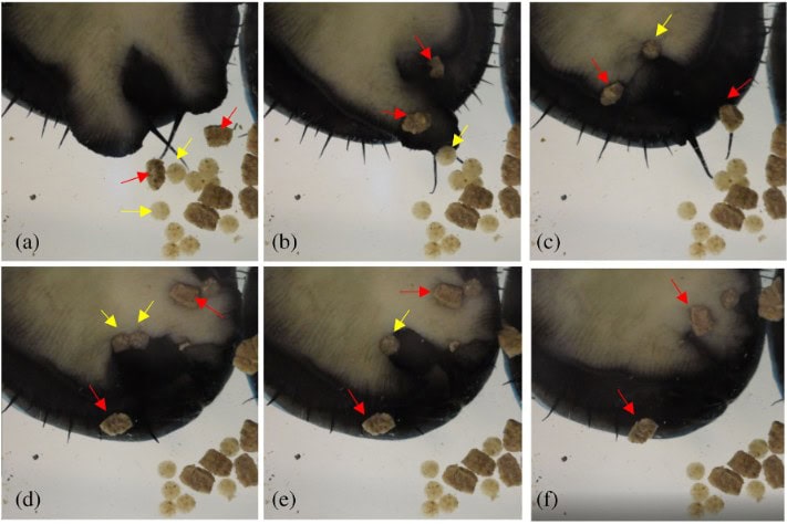 Chitosan Beads Enhance Abalone Probiotic Delivery