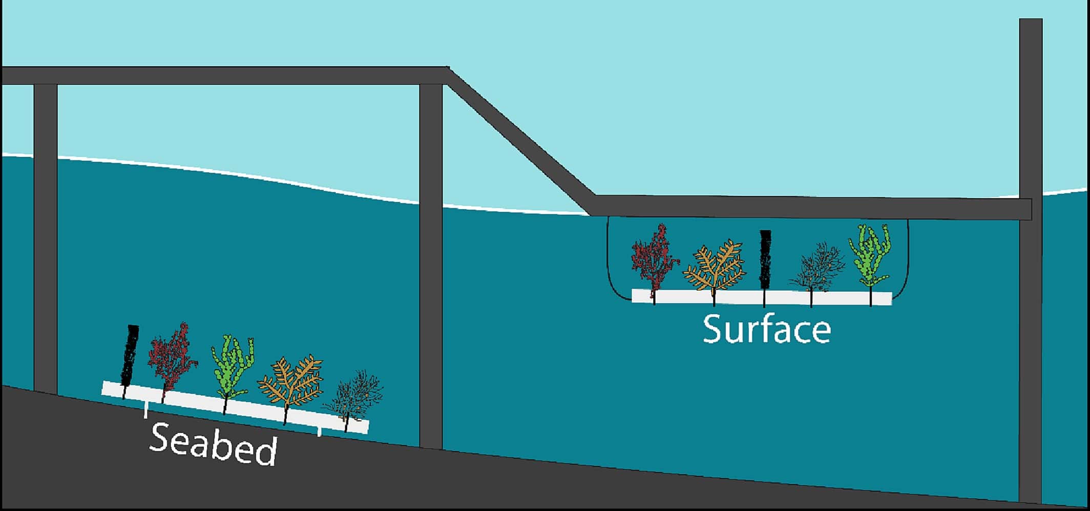 Early Mussel Life Stages Impact Reef Recovery