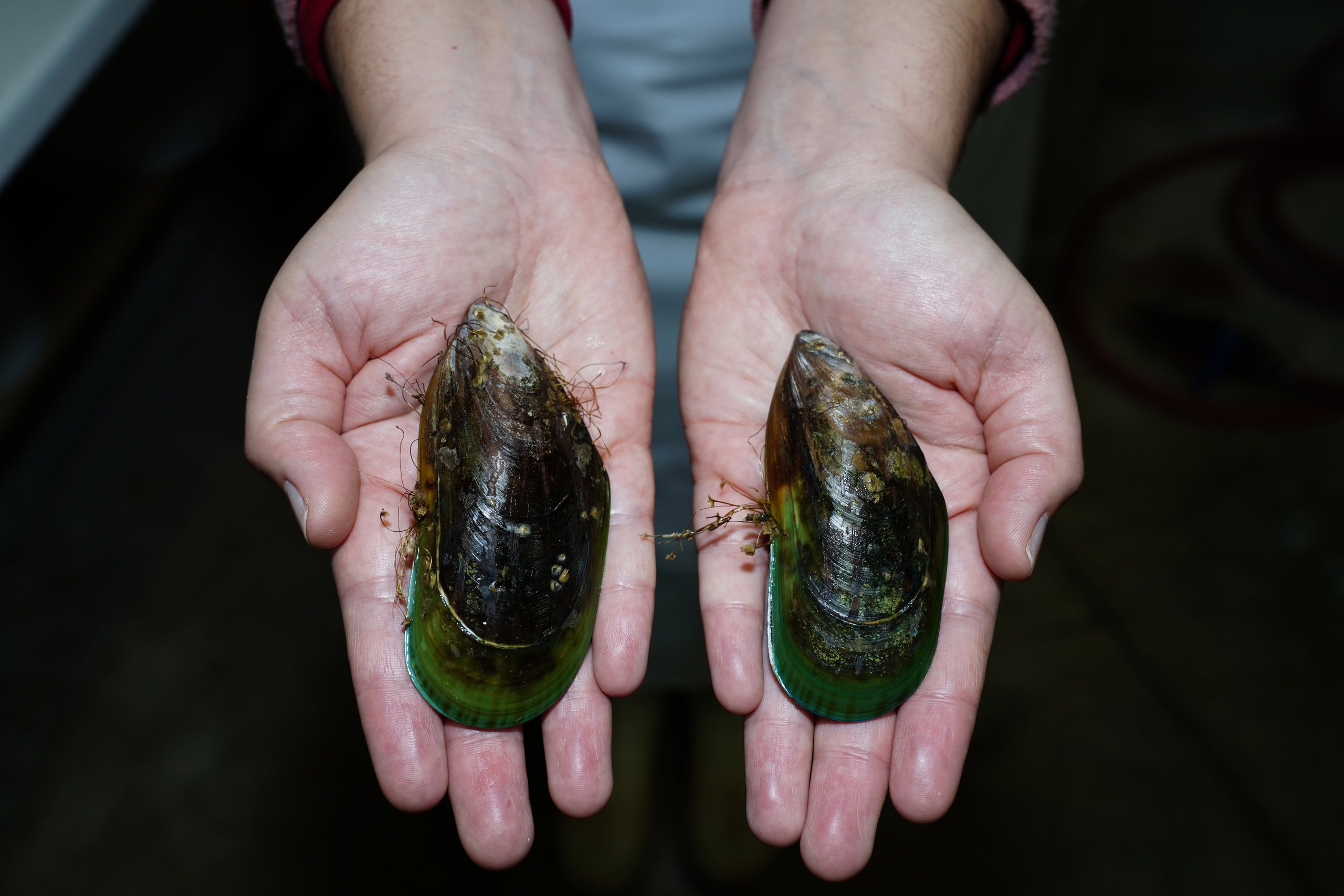 Refrigerated Seawater & Mussel Transport Efficiency