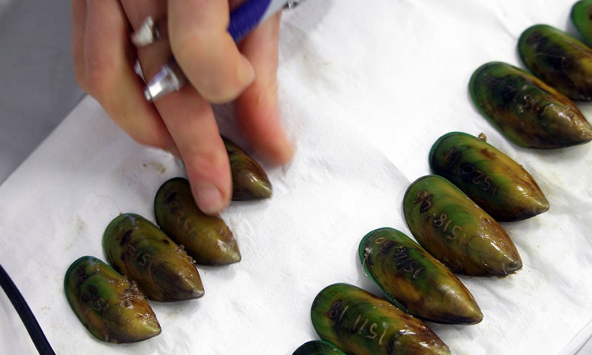 Optimise Greenshell Mussel Larvae Metal Bioavailability