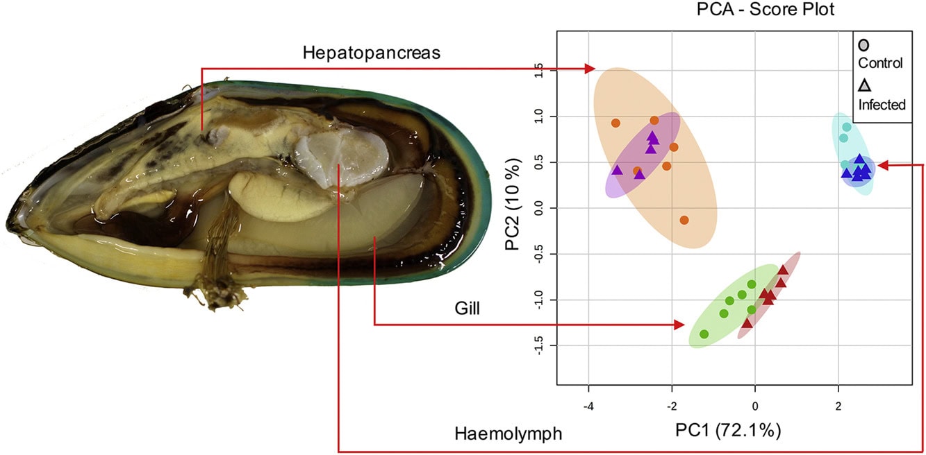 Tissue-specific Immune Response in Mussels