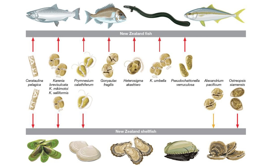 Impact of Algal Blooms on NZ Fish & Shellfish