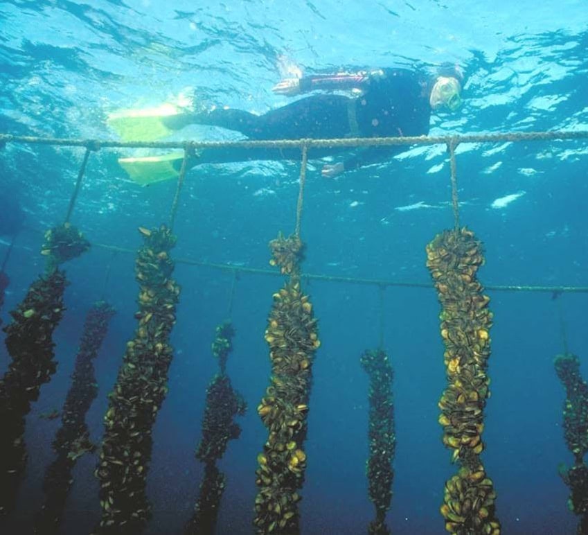 Stress Impact on Mussel Harvest: Metabolomics Study