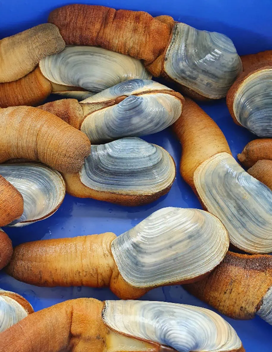 Discover NZ Geoduck: A Hidden Aquaculture Treasure