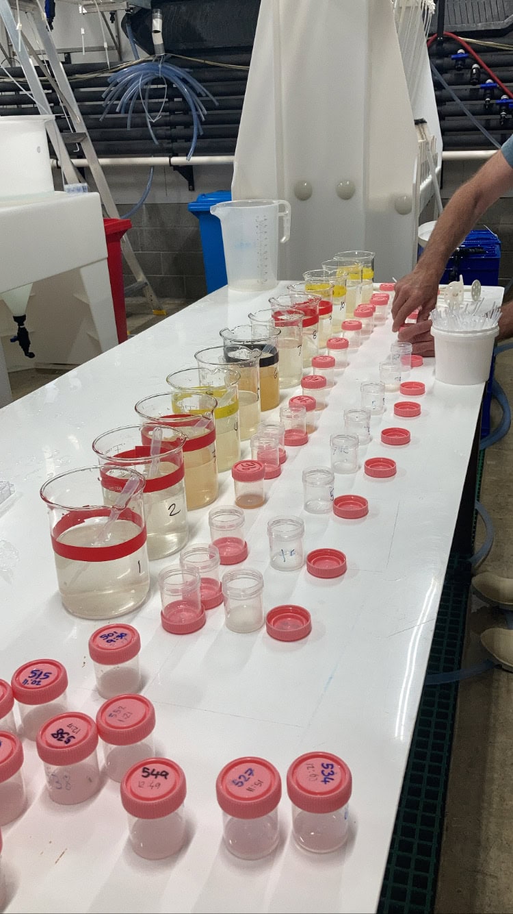 Selective Breeding Boosts NZ's Seafood Industry