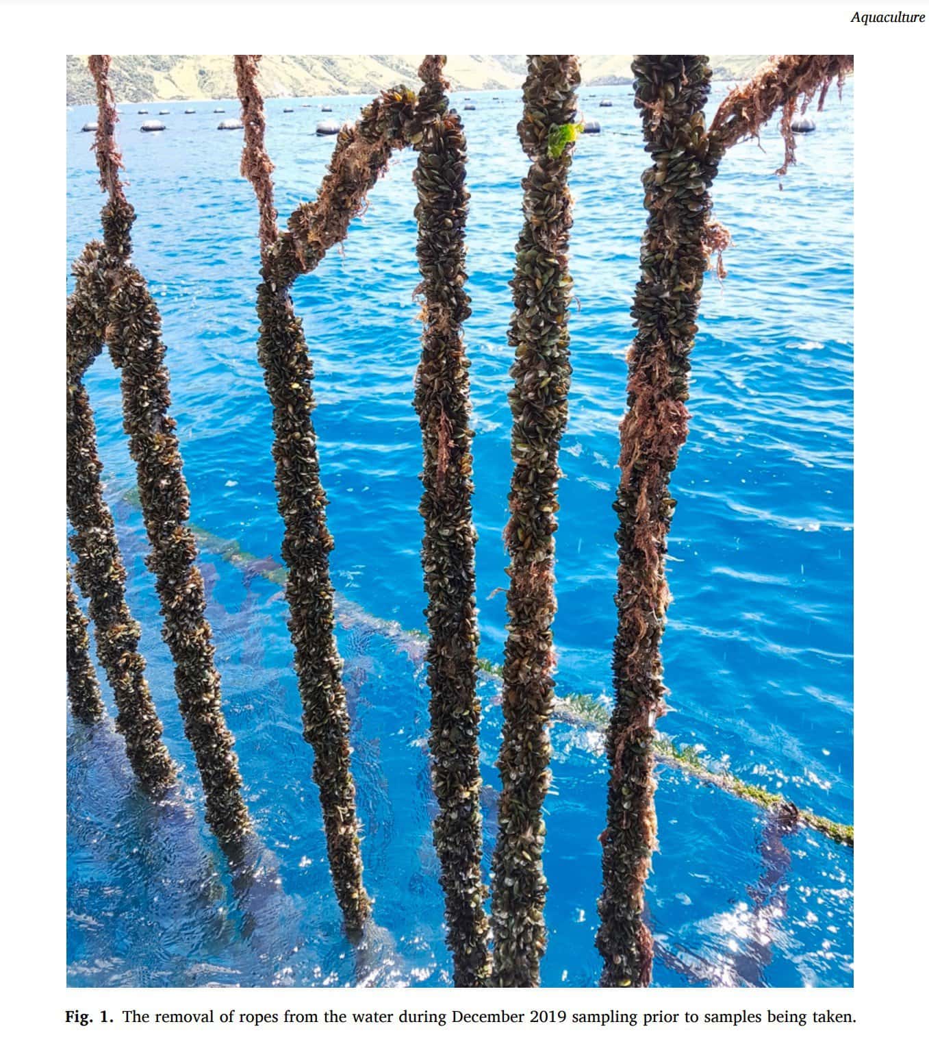 Optimise Seeding: Boost Greenshell Mussel Yield